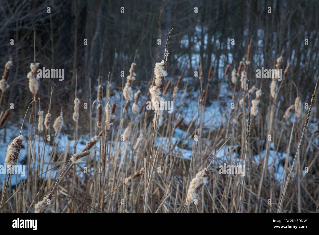 Reed in the winter time, Waldviertel/ Austria Stock Photo - Alamy