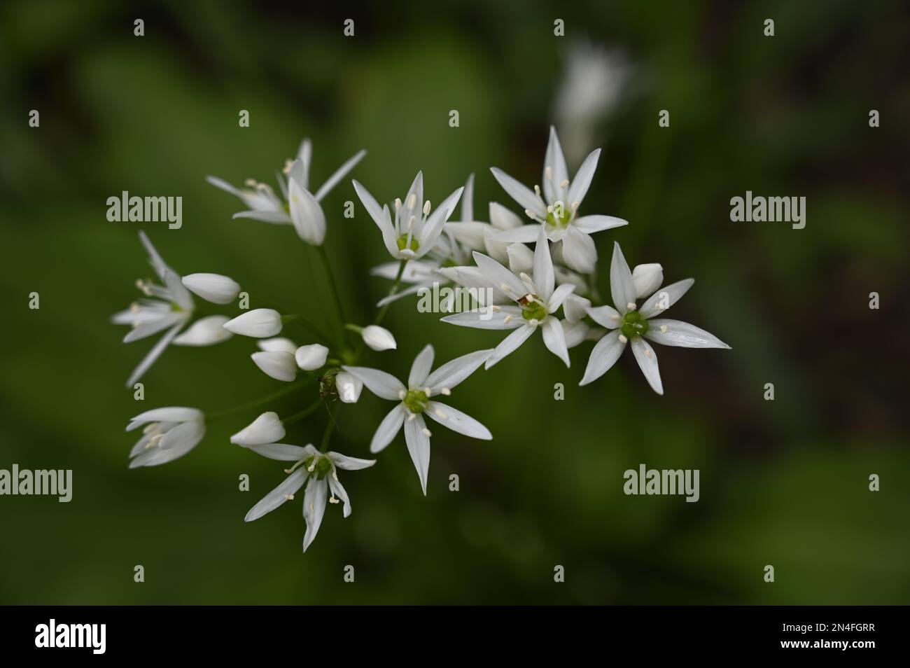 Ransom flower hi-res stock photography and images - Alamy