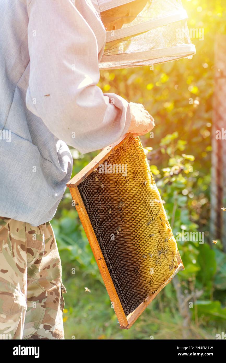 beekeeper swipes bees from frame, uniting bee family and puts frame ...