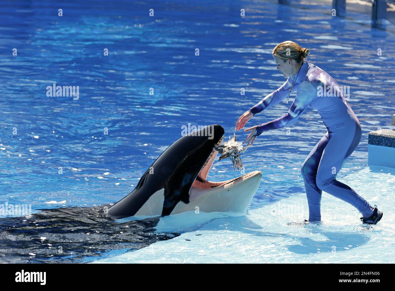 In this April 10, 2014 photo, Sea World trainer Michelle Shoemaker ...