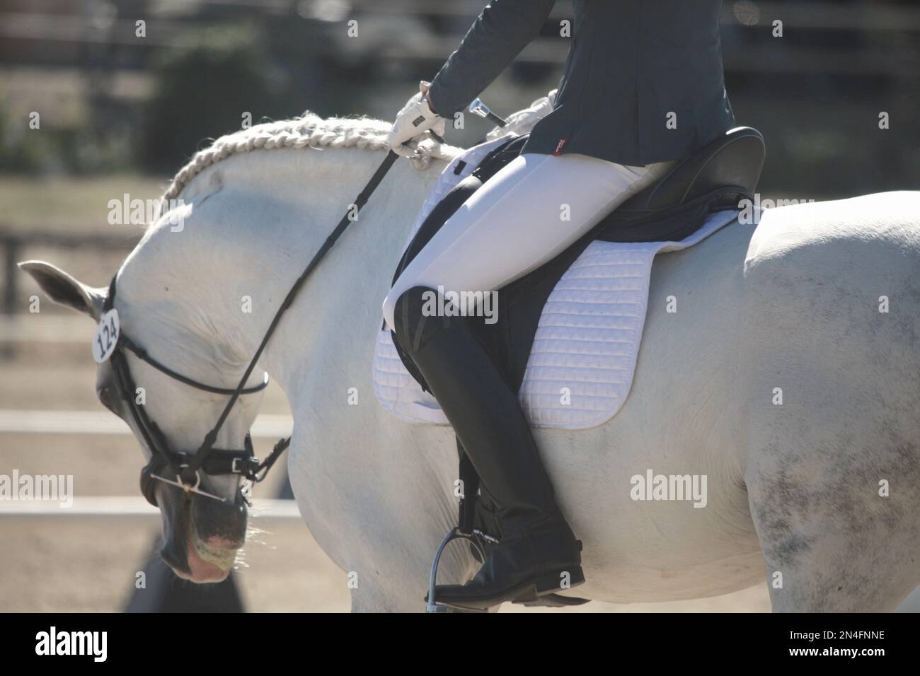Iberian horse dressage hi-res stock photography and images - Alamy