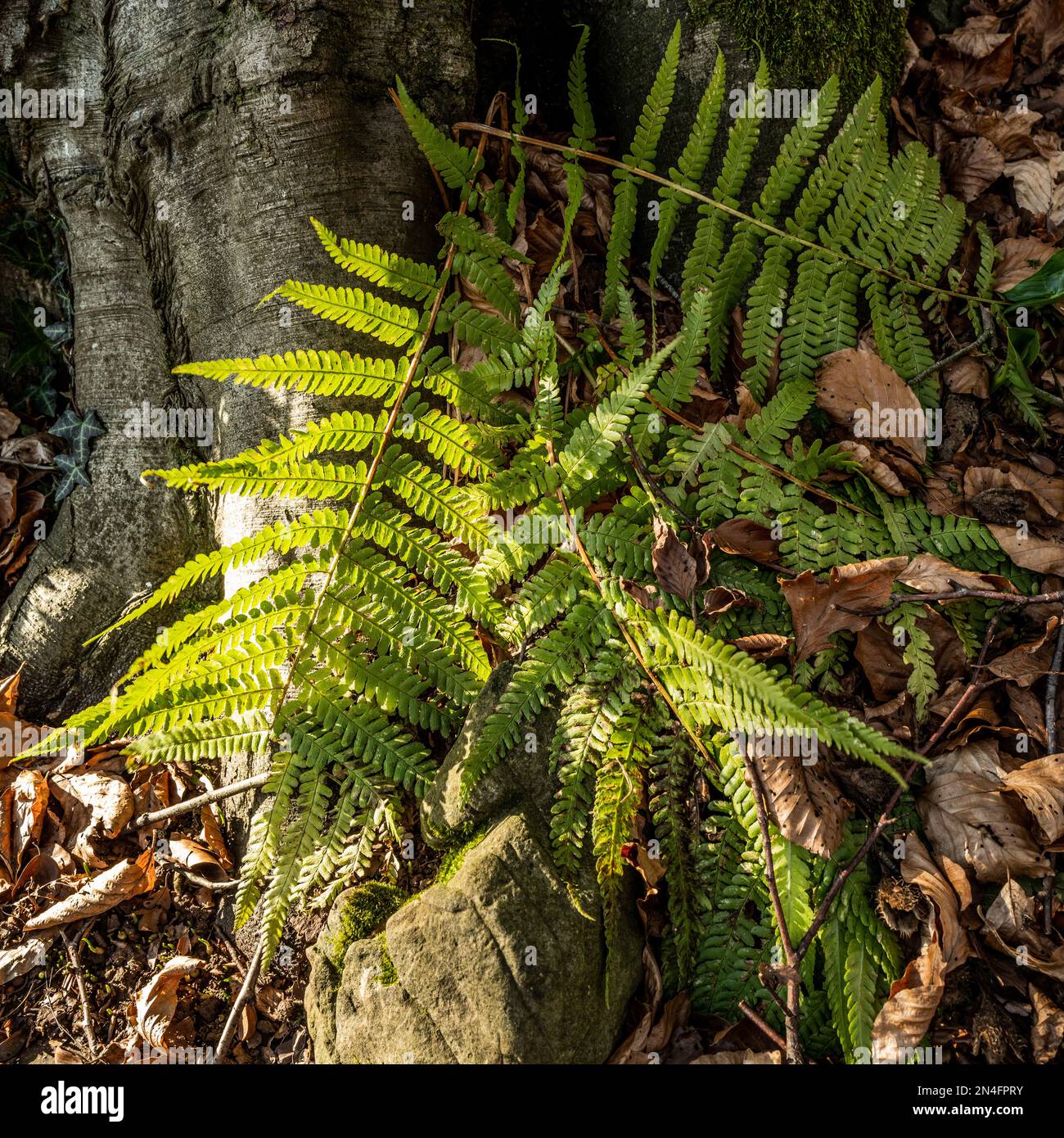 Caring For Ferns In Winter