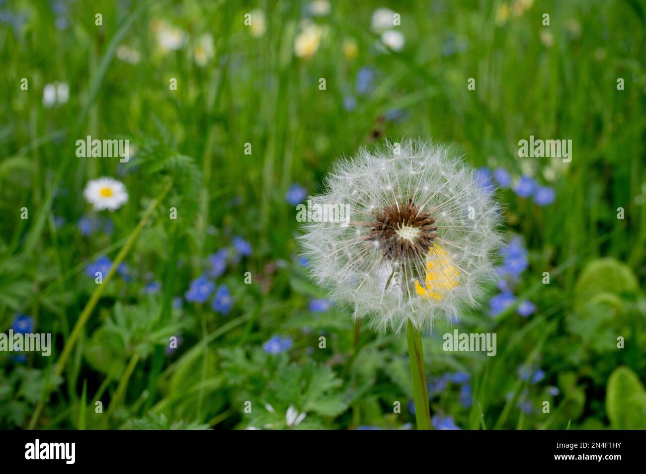 Whispy dandelion hi-res stock photography and images - Alamy