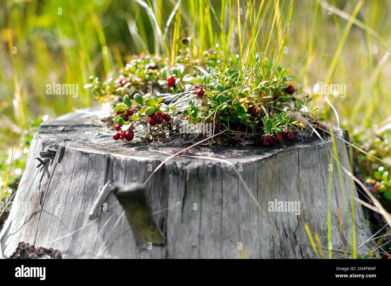 Bright day bushes Northern cranberries grow on the stump of a tree in ...