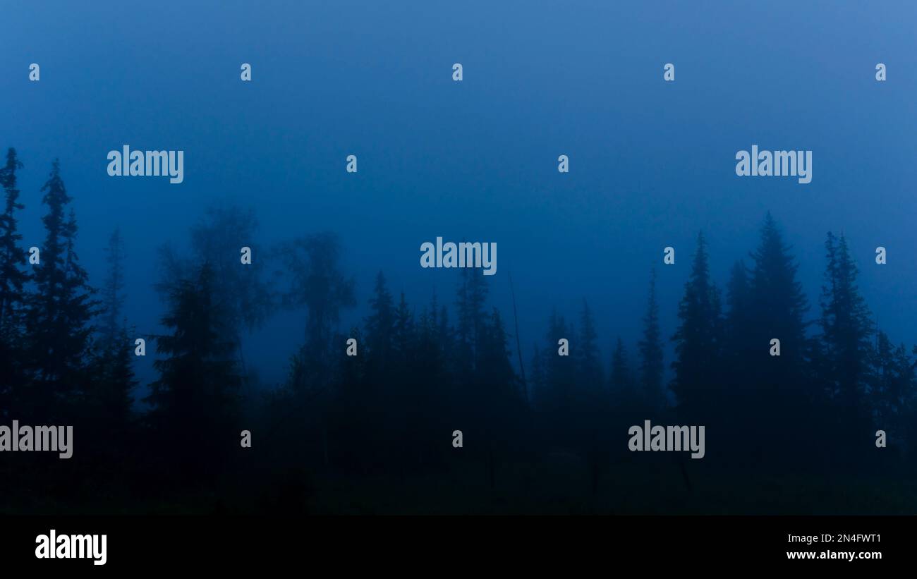 Darkness with gloomy fog over the blue tops of fir trees and the ...