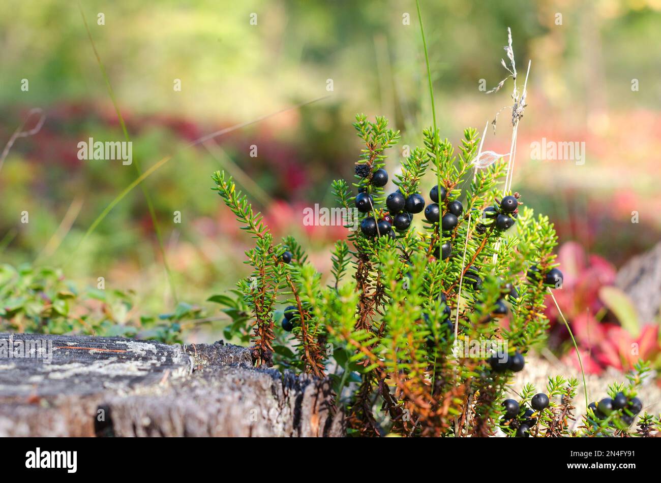 Evergreen shrub waterbed berry grows on a stump in the forest of ...
