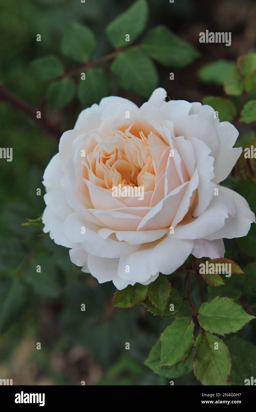 Apricot-white English shrub rose (Rosa) Crocus Rose blooms in a garden ...