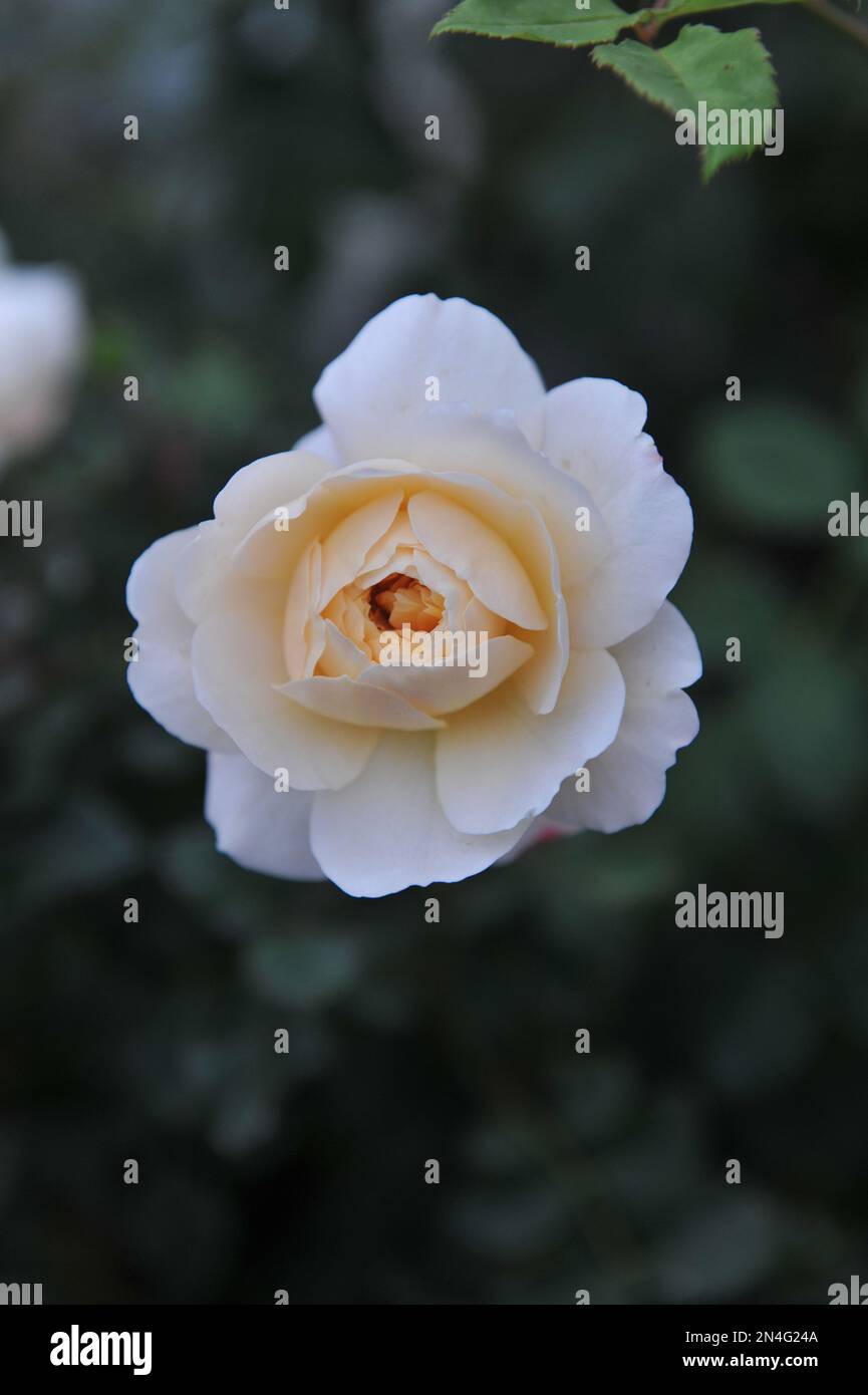 Apricot-white English shrub rose (Rosa) Crocus Rose blooms in a garden ...