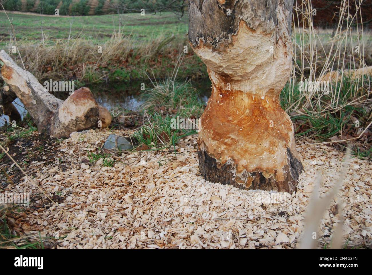 Beaver tree damage scotland hi-res stock photography and images - Alamy