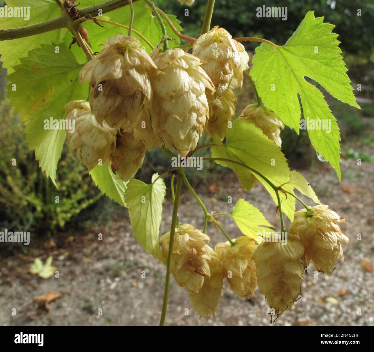 This Oct. 2, 2013 photo shows hop flowers that are both ornamental and ...