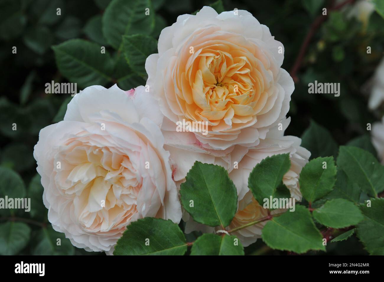 Apricot roses hi-res stock photography and images - Alamy