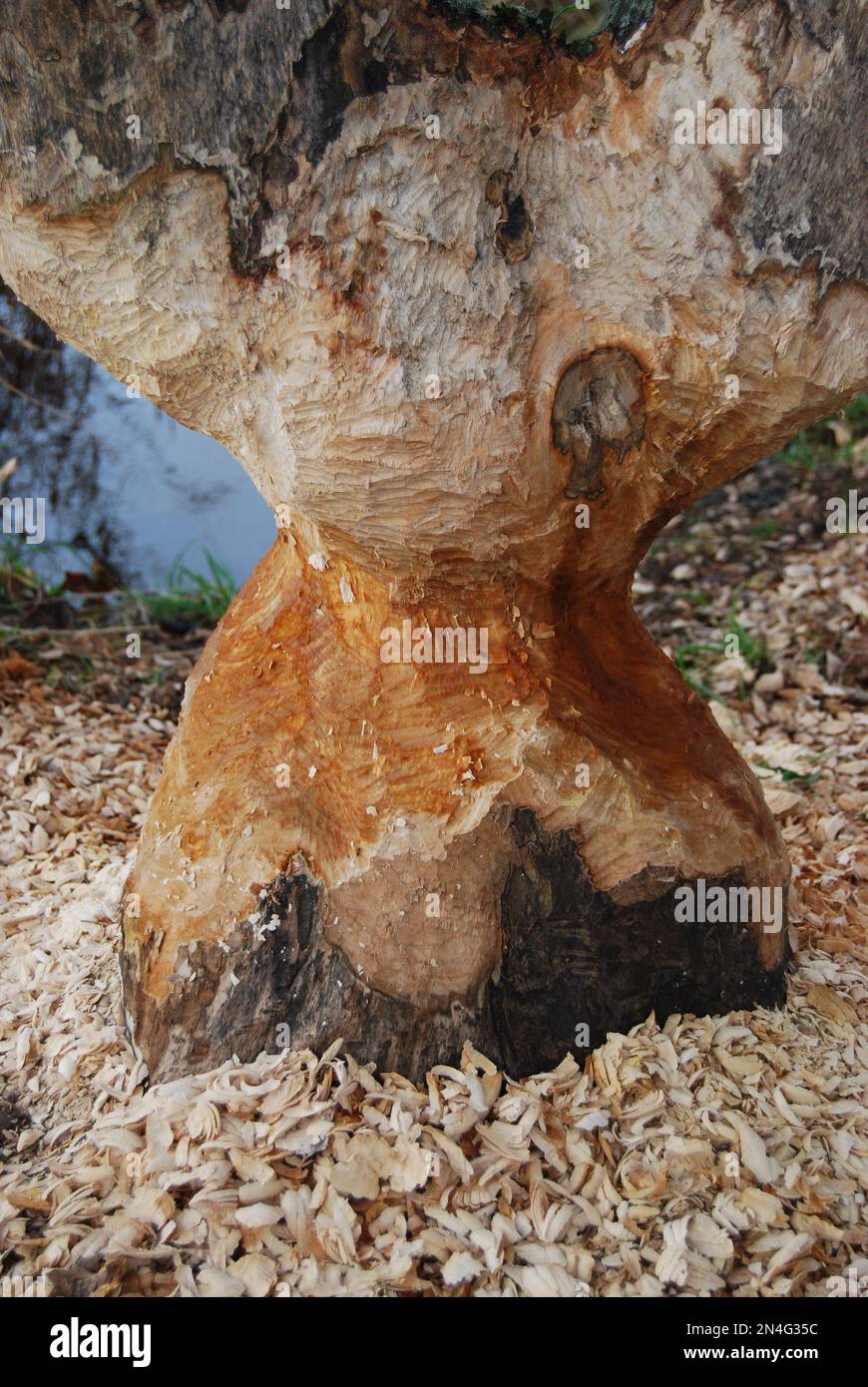 Beaver tree damage scotland hi-res stock photography and images - Alamy