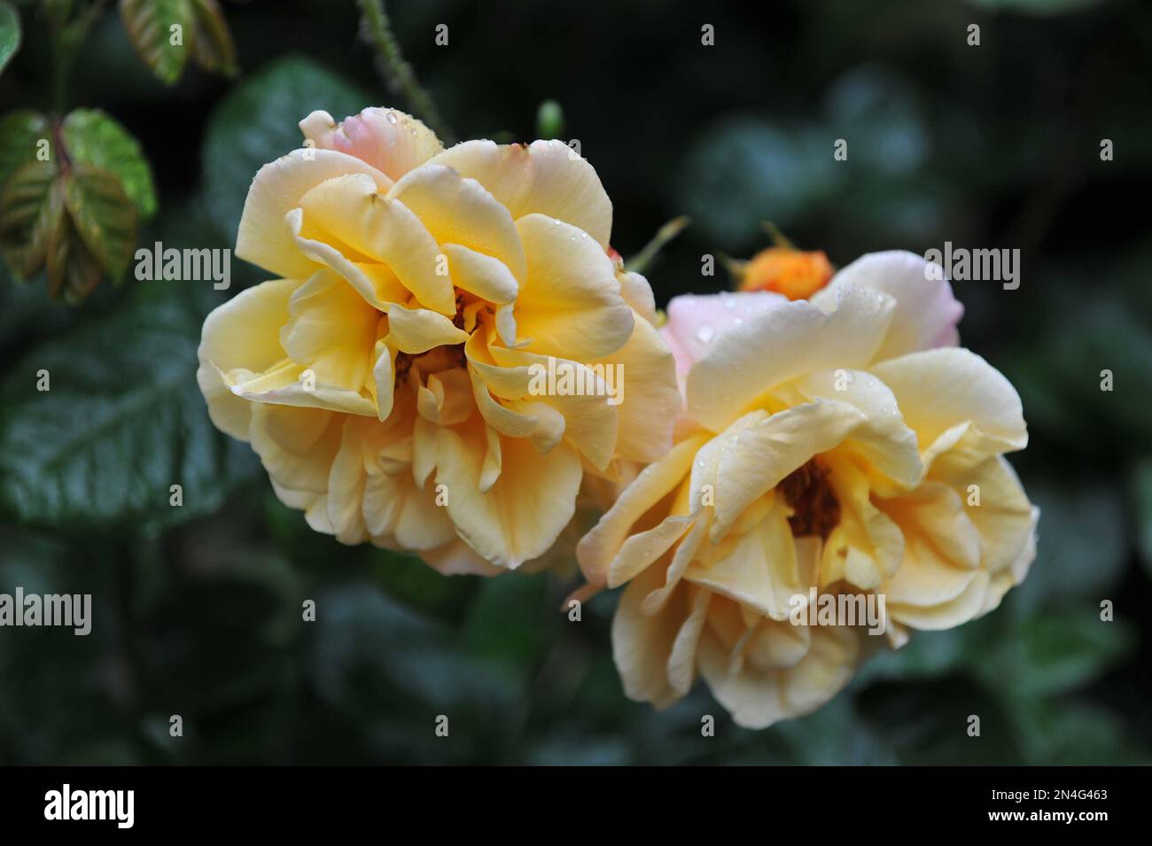 Yellow large-flowered Climber rose (Rosa) Dreaming Spires bred by John ...