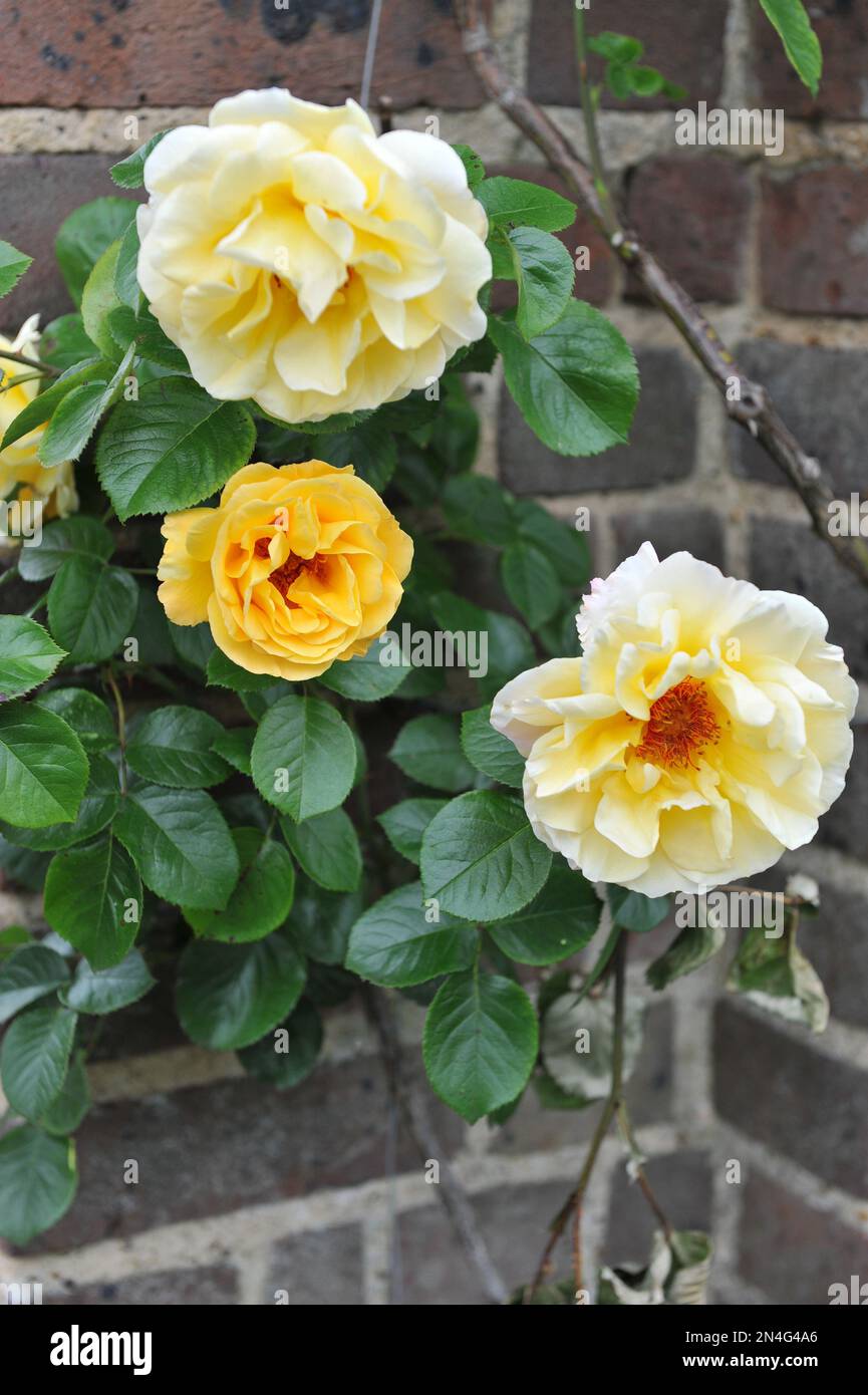 Yellow large-flowered Climber rose (Rosa) Dreaming Spires bred by John ...
