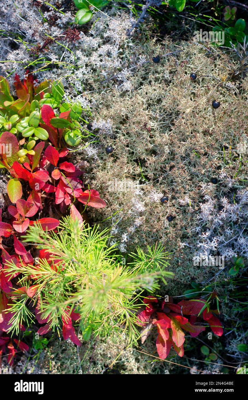 Red taiga hi-res stock photography and images - Alamy