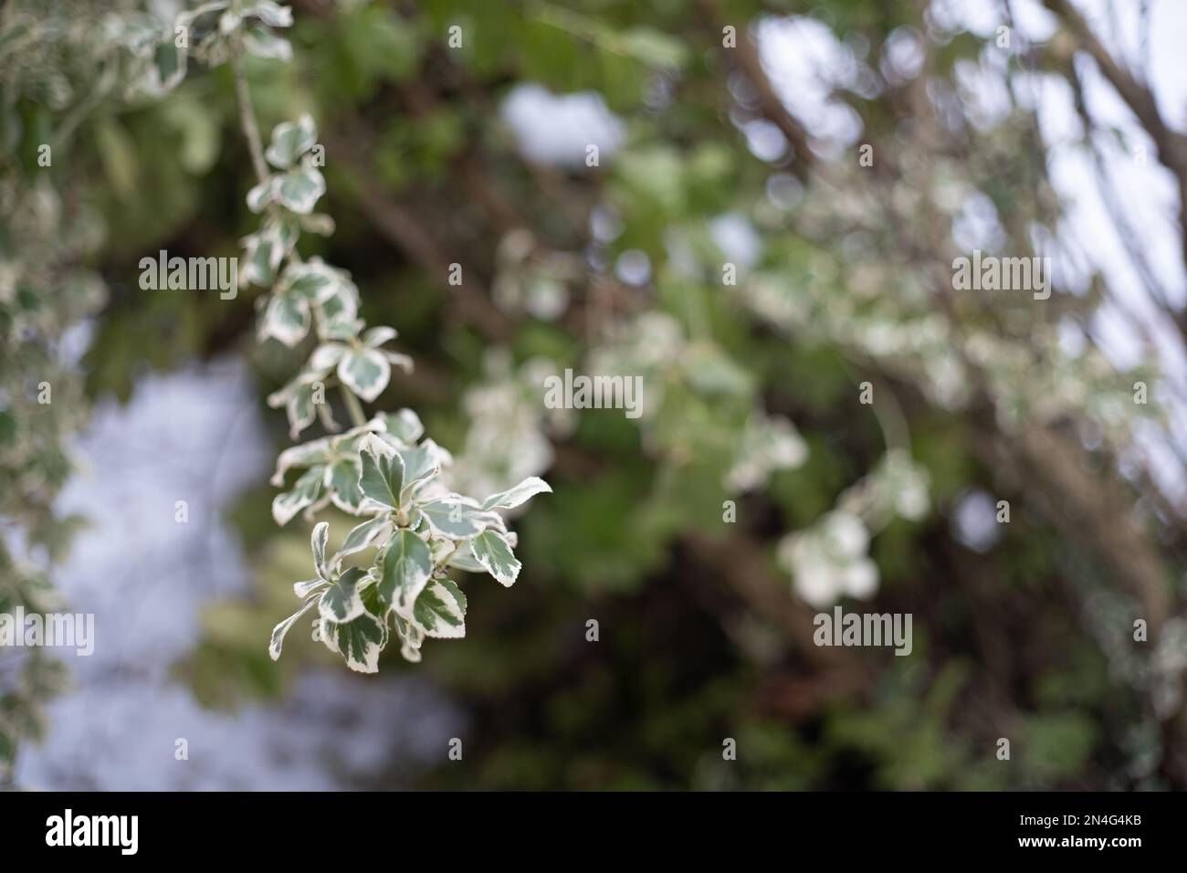park outdoor nature leaf tree grass weed green brown Stock Photo - Alamy