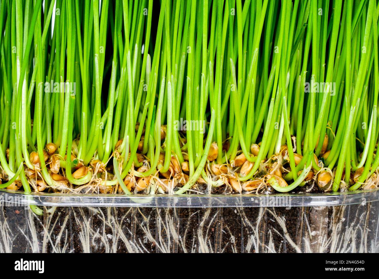 Fresh green wheat germ with white roots and black soil in a transparent ...