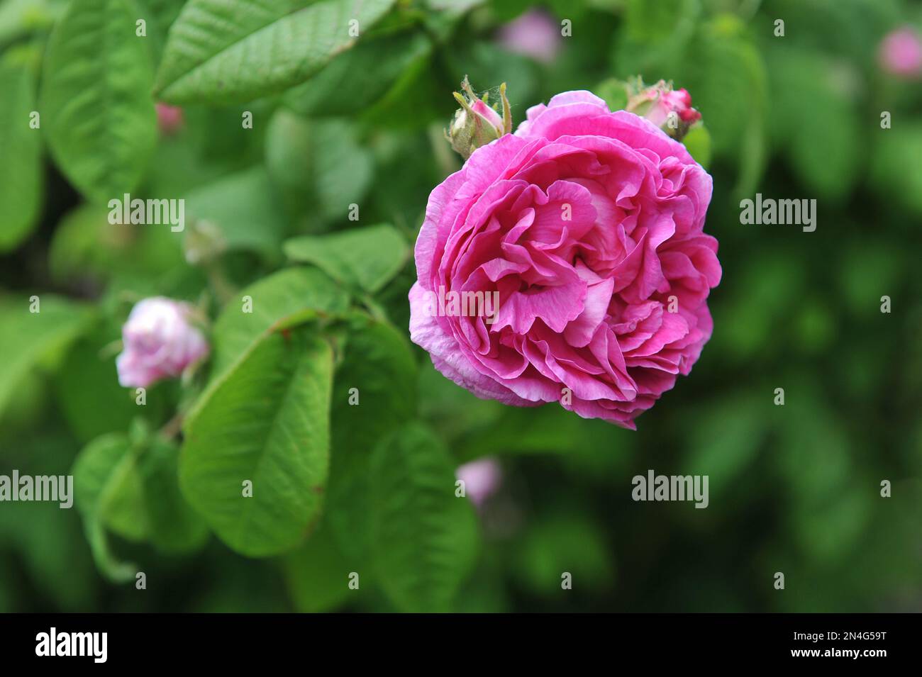 Pink old-fashioned historical double Gallica rose (Rosa) Duchesse de ...