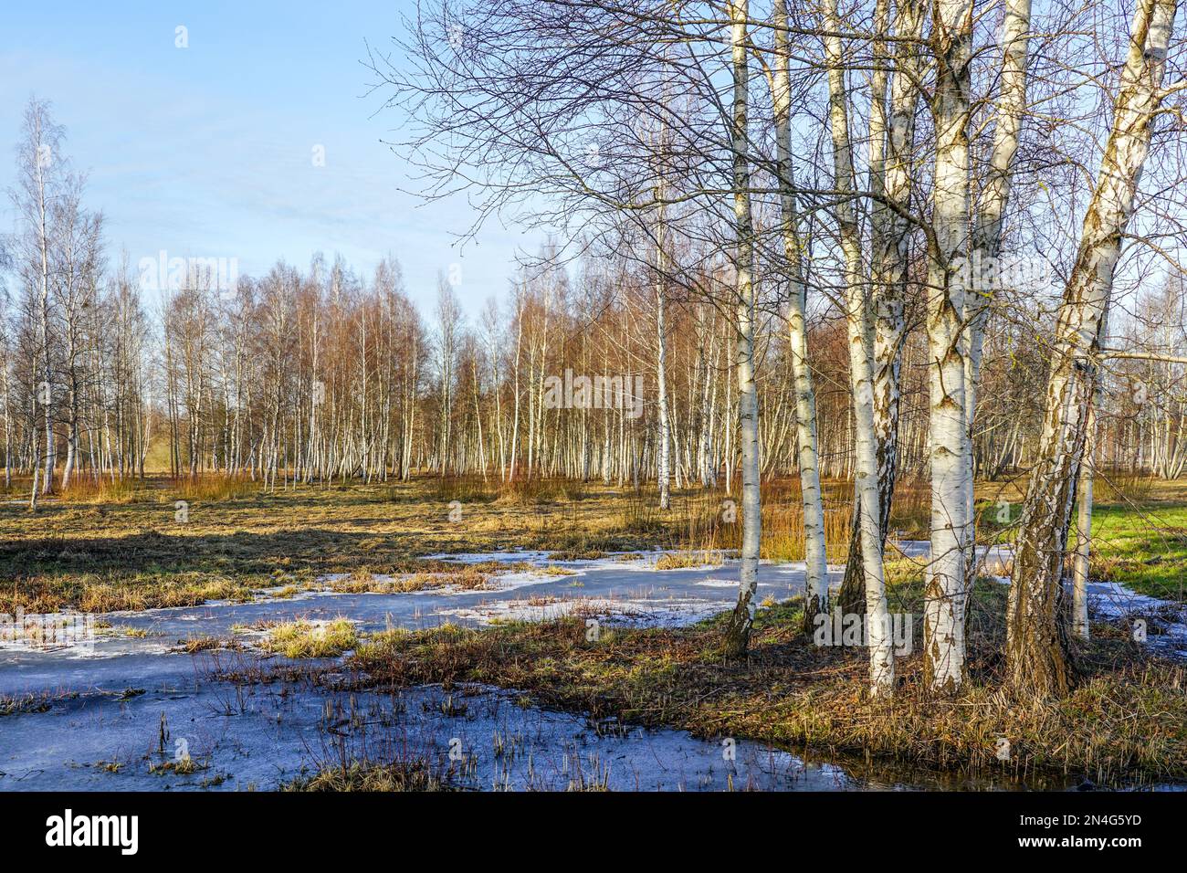 European wild nature landscape in early spring, birch tree grove ...