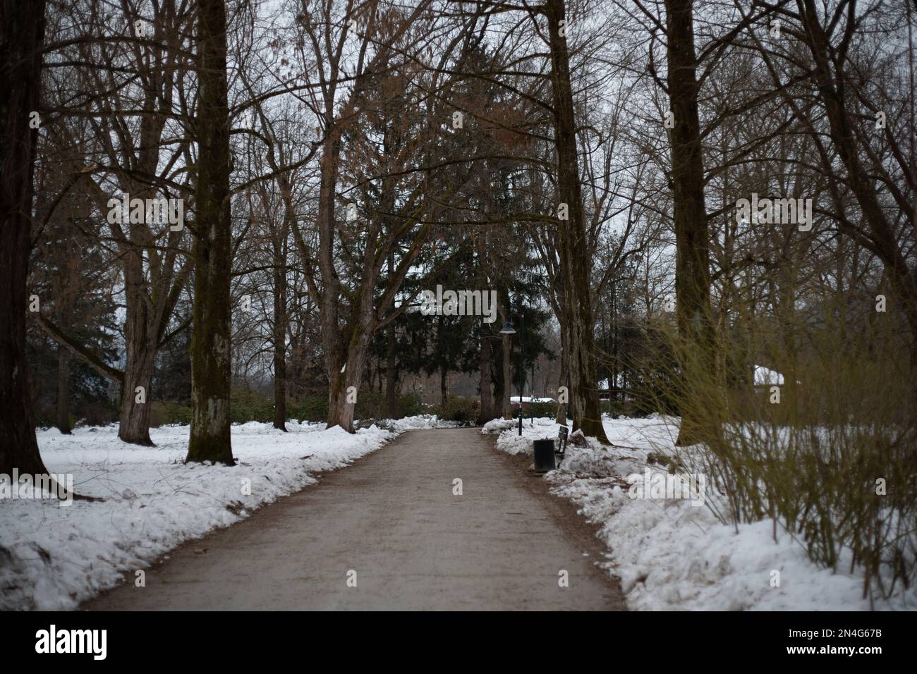 park winter cold grey brown green structure leaf grass weed Stock Photo ...