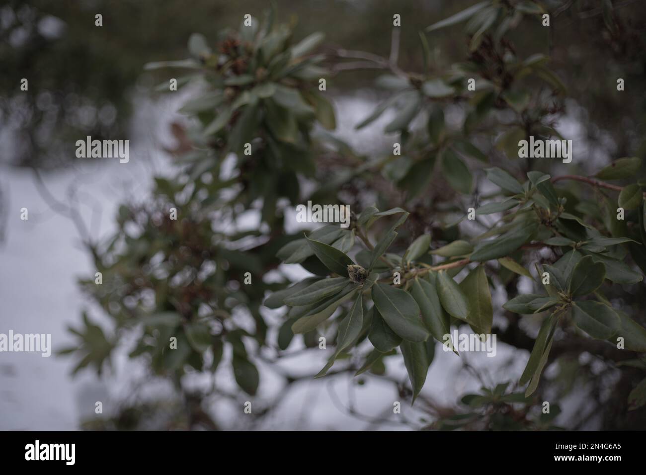 Weed vector hi-res stock photography and images - Alamy