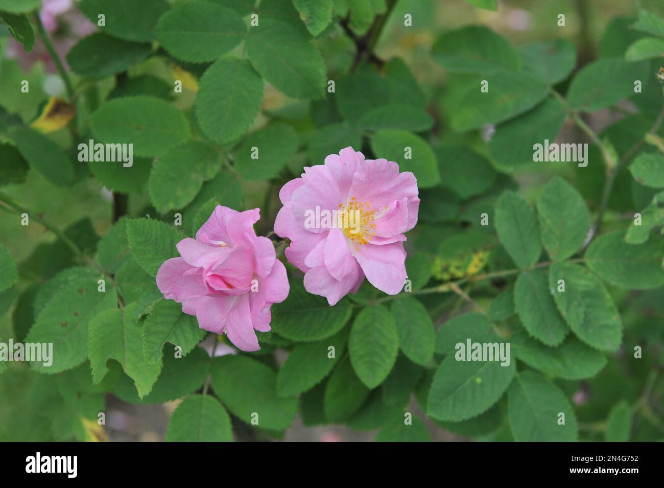 Pink semi-double Miscellaneous rose (Rosa) Duplex blooms in a garden in ...
