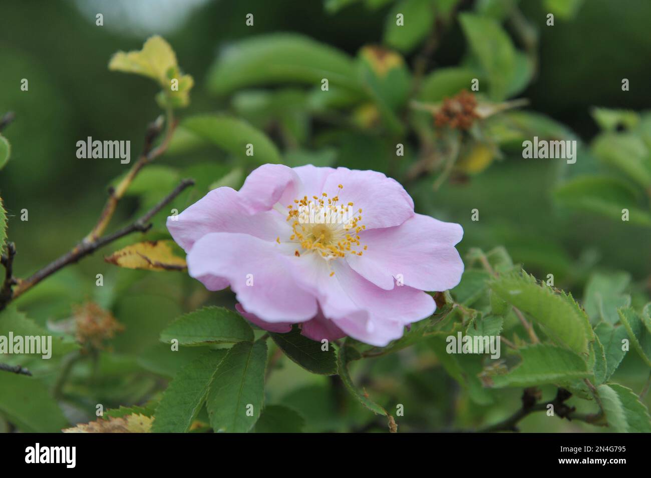Pink semi-double Miscellaneous rose (Rosa) Duplex blooms in a garden in ...