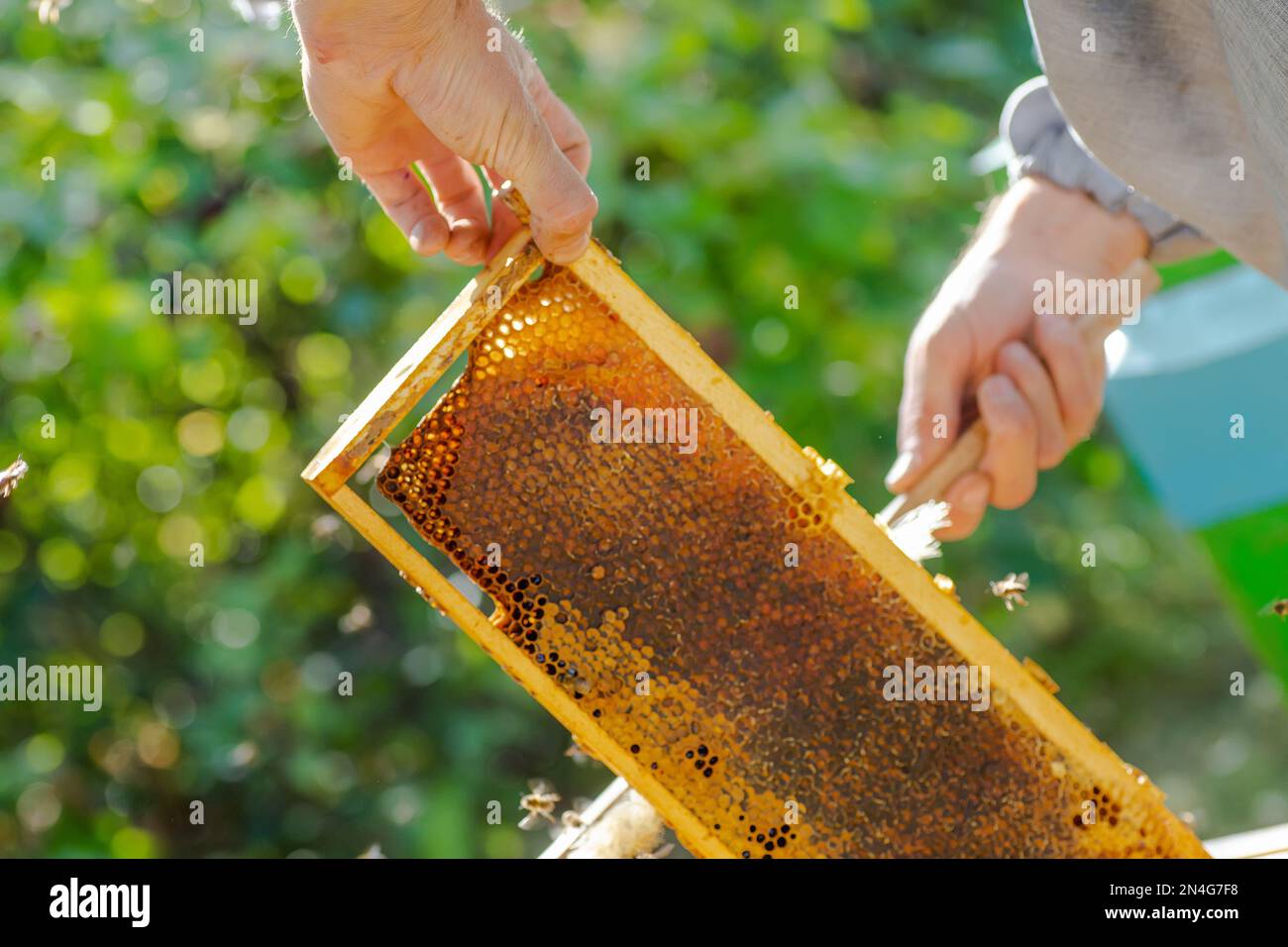 Beekeeper is working with bees and beehives on apiary. Bees on honeycomb. Frames of bee hive ...