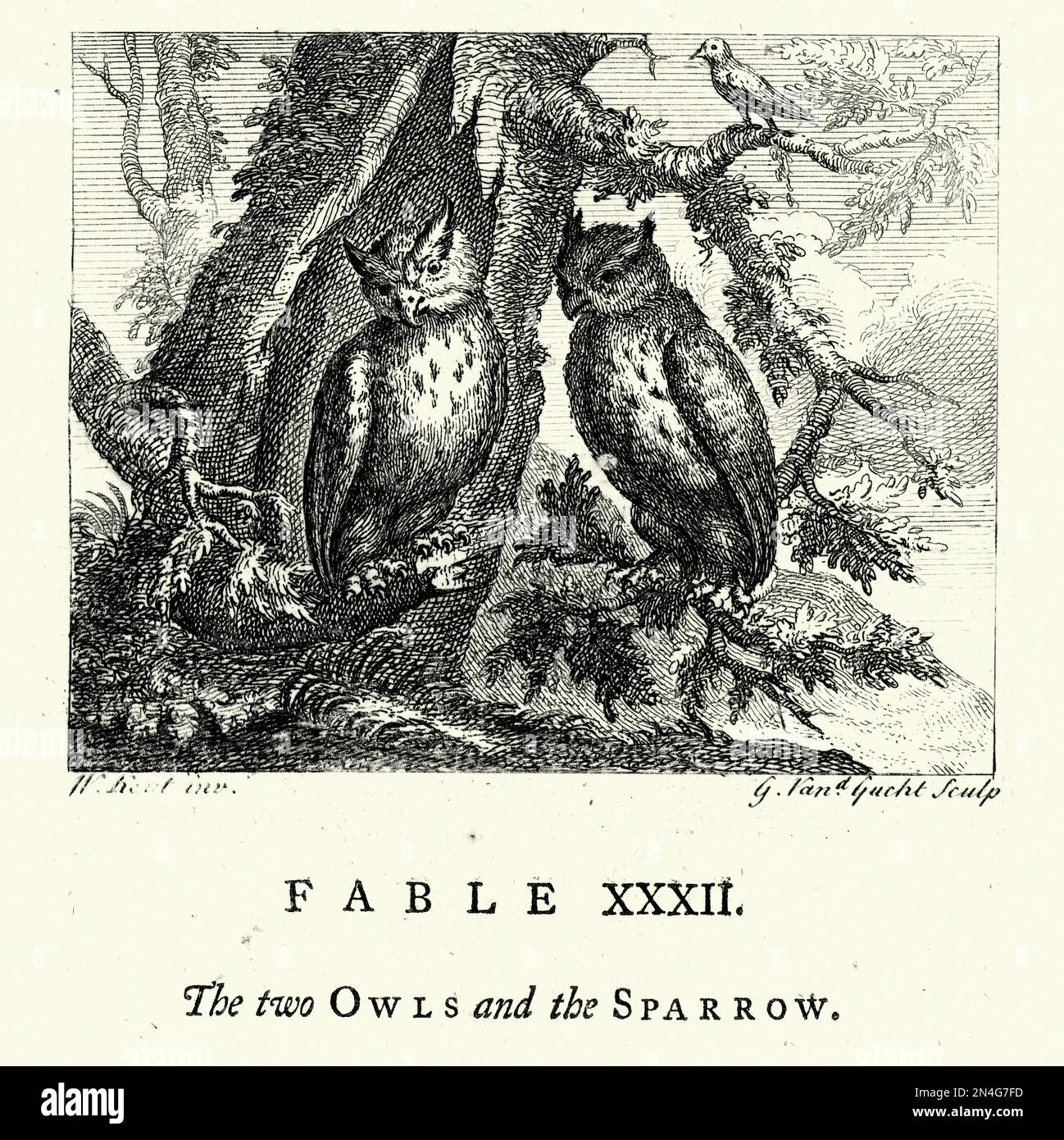 Fable Sparrow Drawing