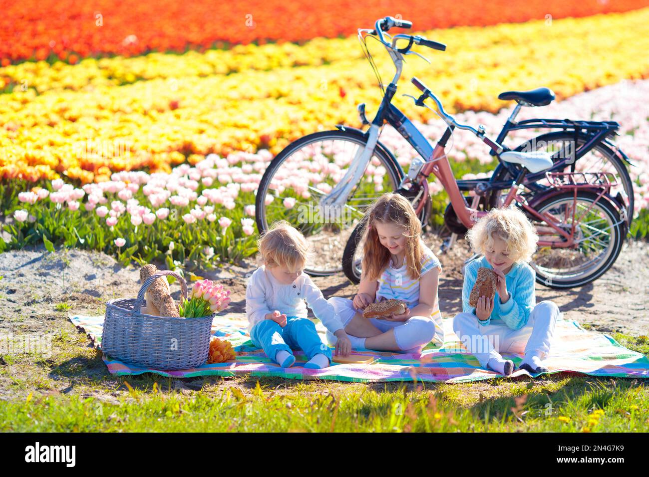 Family picnic at tulip flowers fields in Holland. Young mother and ...