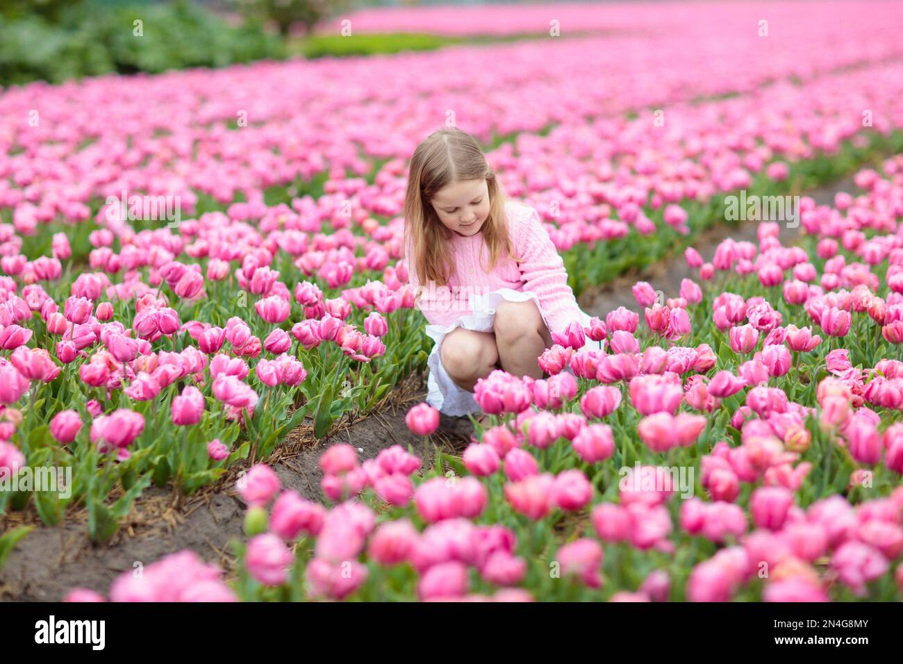Child riding bike in tulip flower field during family spring vacation ...