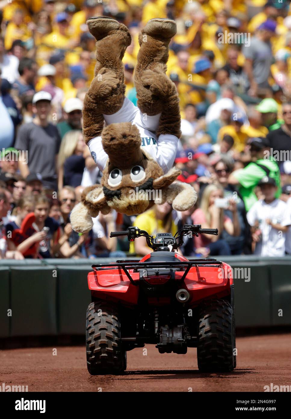 "Moose," the Seattle Mariners mascot, does a backflip off of an all ...