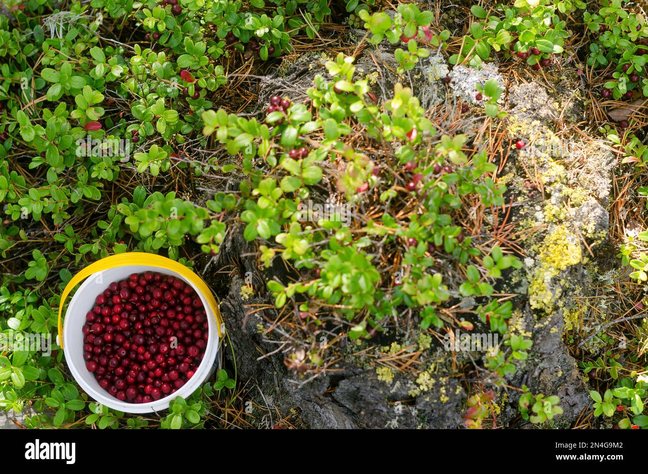 A bucket half-filled with red wild berry cranberries stands near the ...