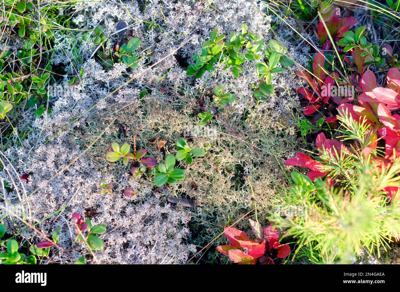 Ground background in the tundra of Yakutia with white moss and moss ...
