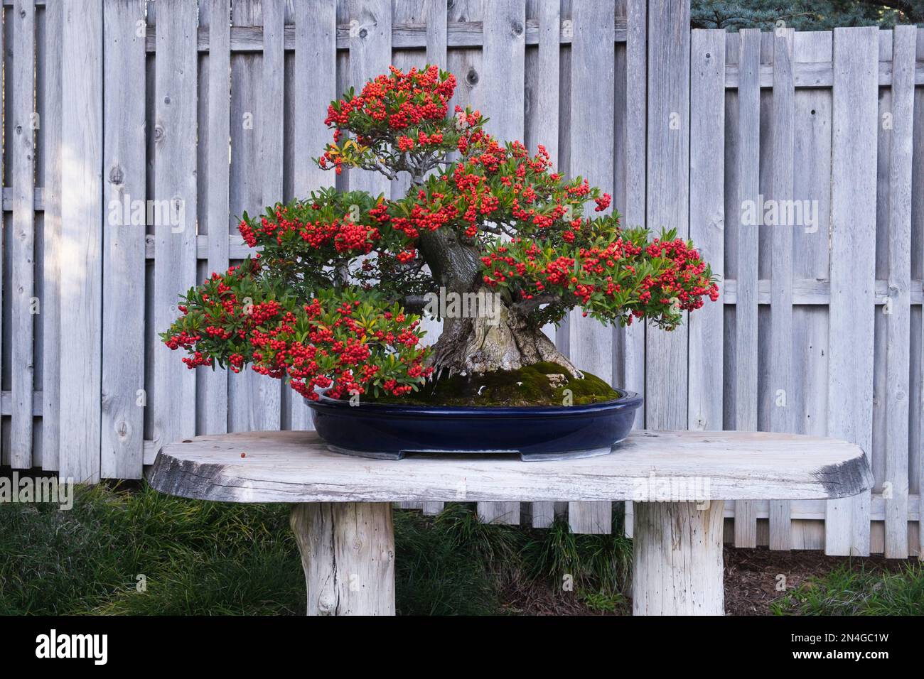 Pyracantha, Banzai plant. Japanese garden, The Huntington, San Marino ...