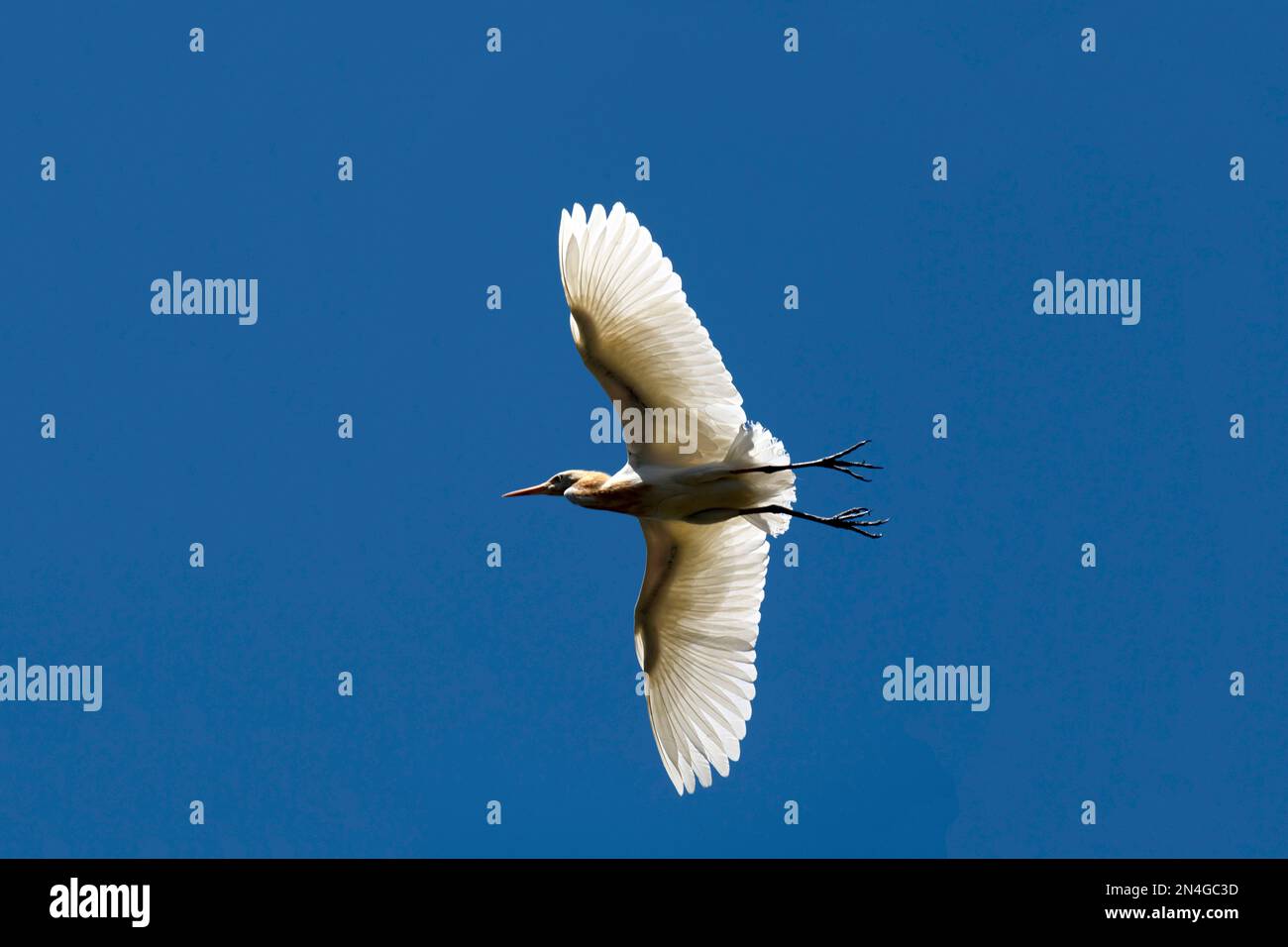 Cattle Egret (Bubulcus ibis) in flight in Sydney, NSW, Australia (Photo ...
