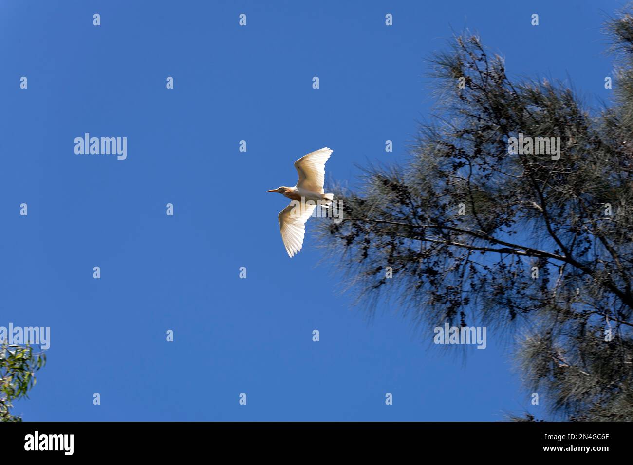 Cattle Egret (Bubulcus ibis) in flight in Sydney, NSW, Australia (Photo ...