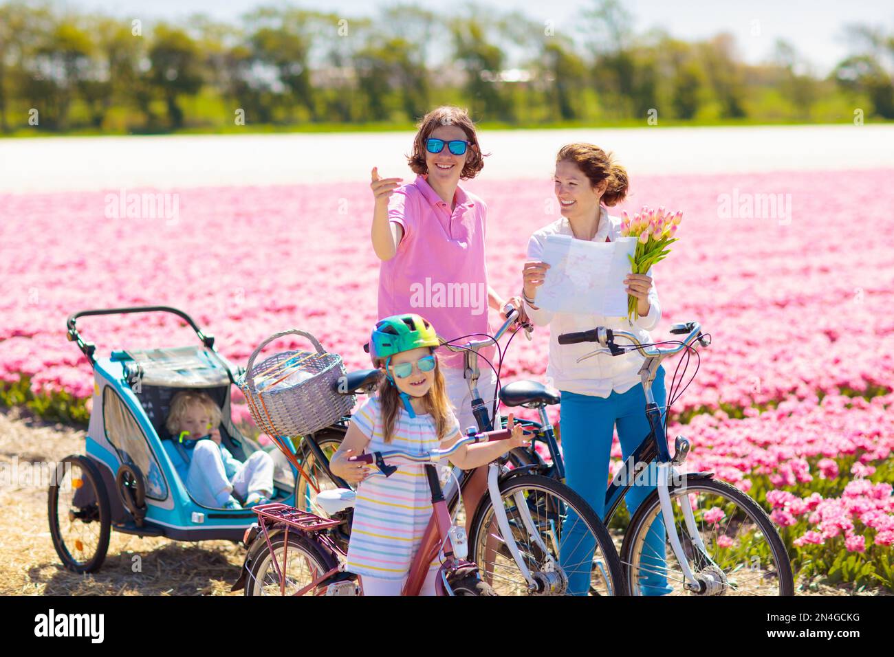 Happy Dutch family riding bicycle in tulip flower fields in Netherlands ...