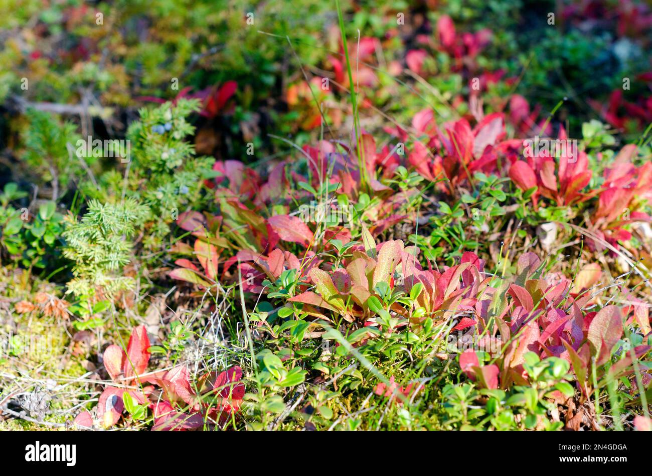 Colorful grass in the tundra of Yakutia with bushes of fir berries in ...