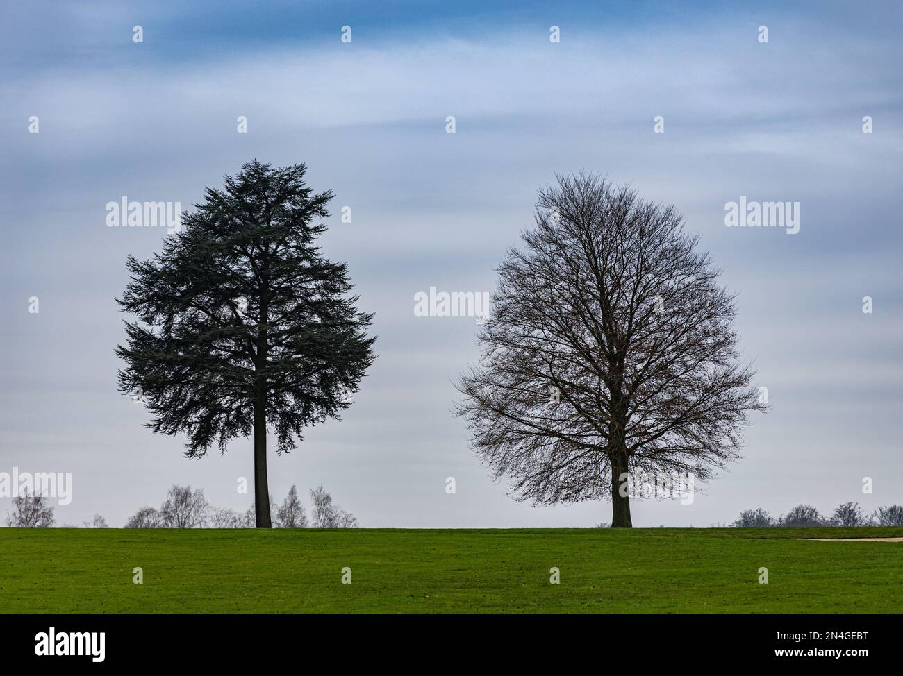 Two large oak trees hi-res stock photography and images - Alamy