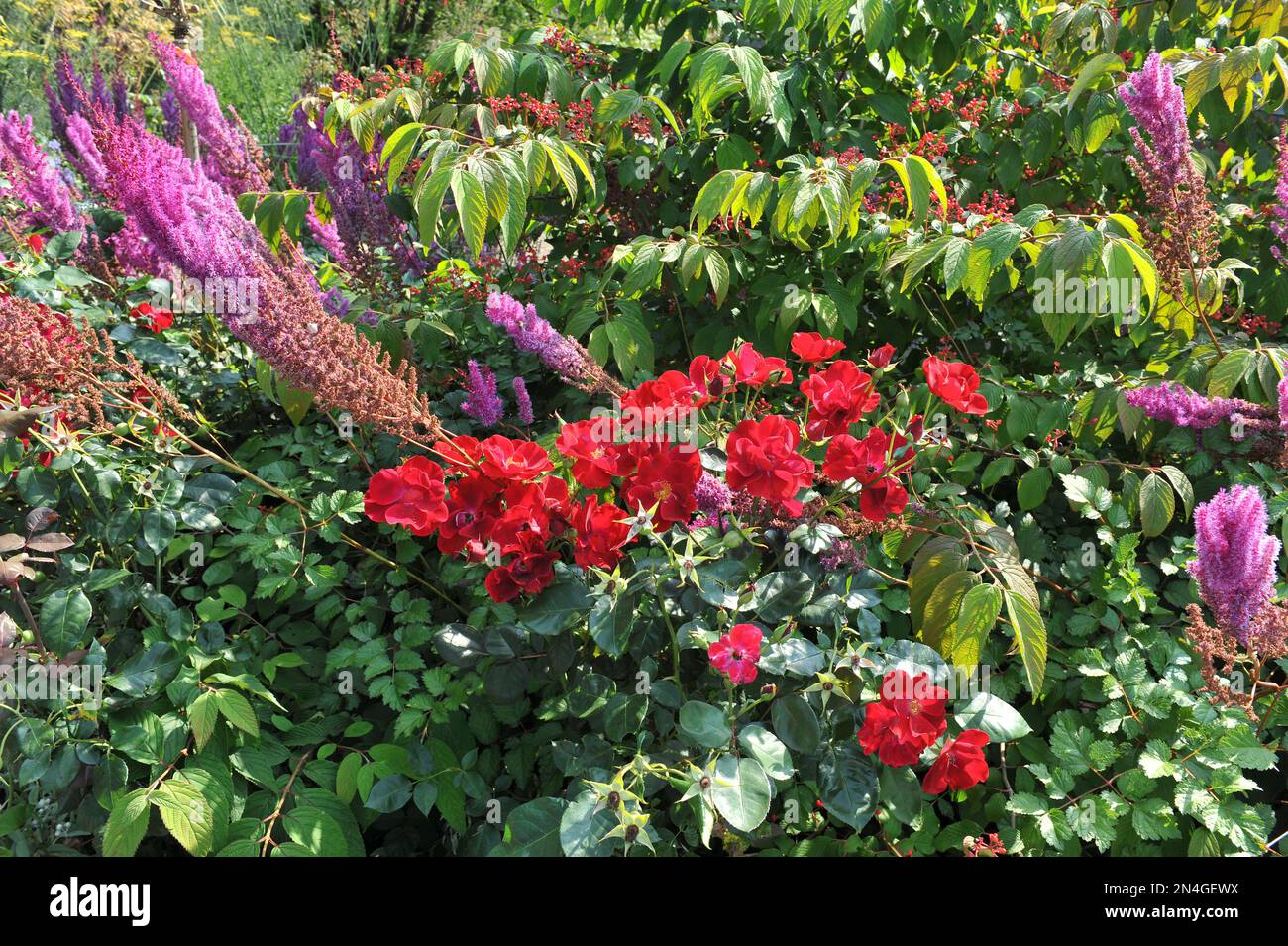 Dark red single Floribunda rose (Rosa) Dusky Maiden bred by Le Grice ...