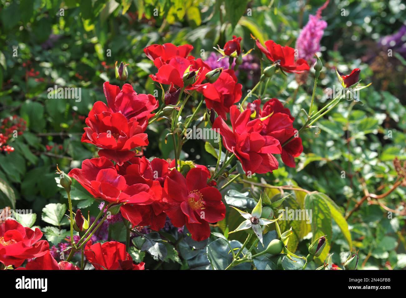 Dark red single Floribunda rose (Rosa) Dusky Maiden bred by Le Grice ...