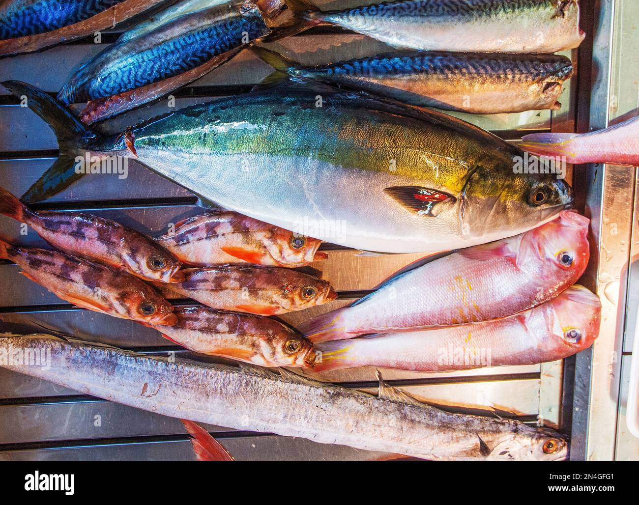 Black-throated grouper and tuna, mackerel and amadai or tilefish ...