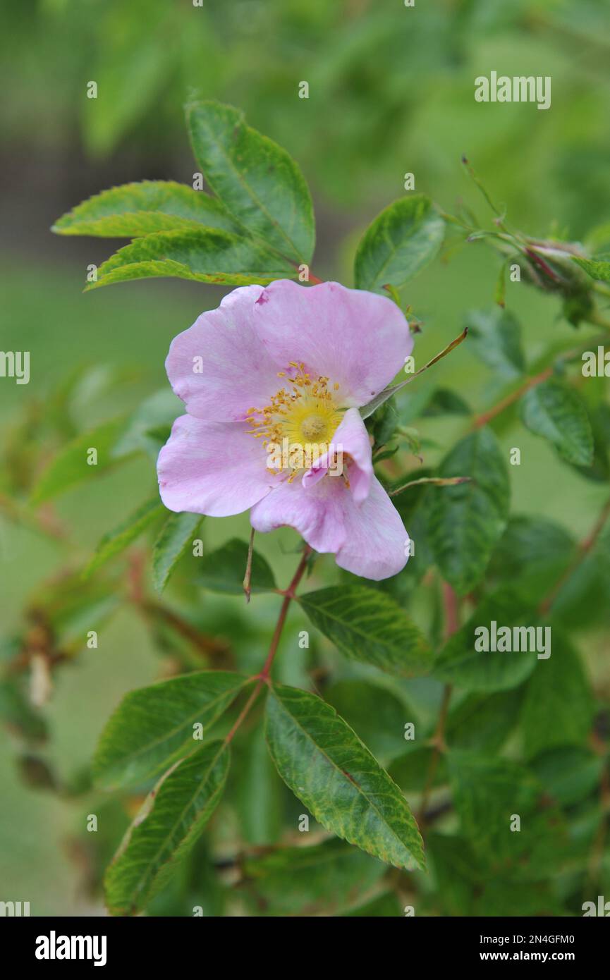 Rosa rugosa hedge hi-res stock photography and images - Alamy