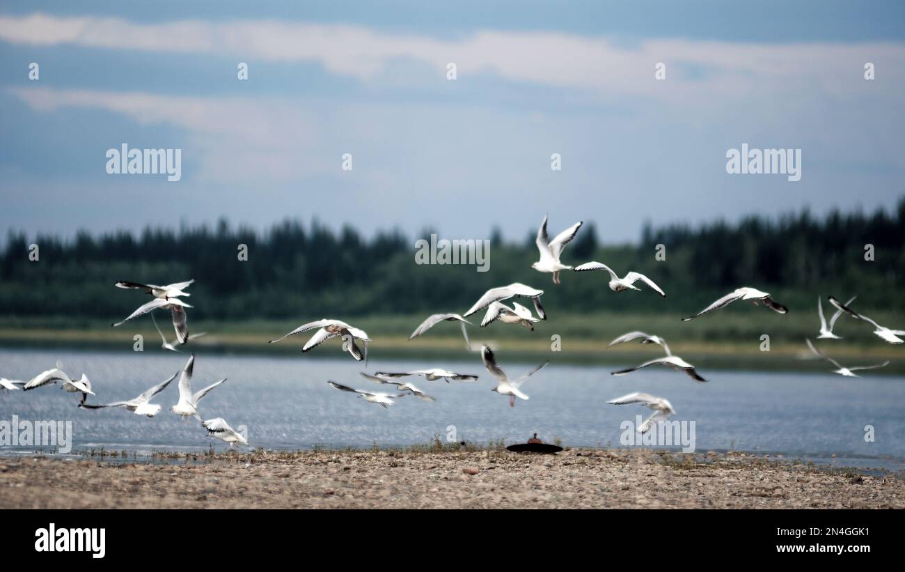 A pack of wild Northern white birds seagulls takes off flapping the ...