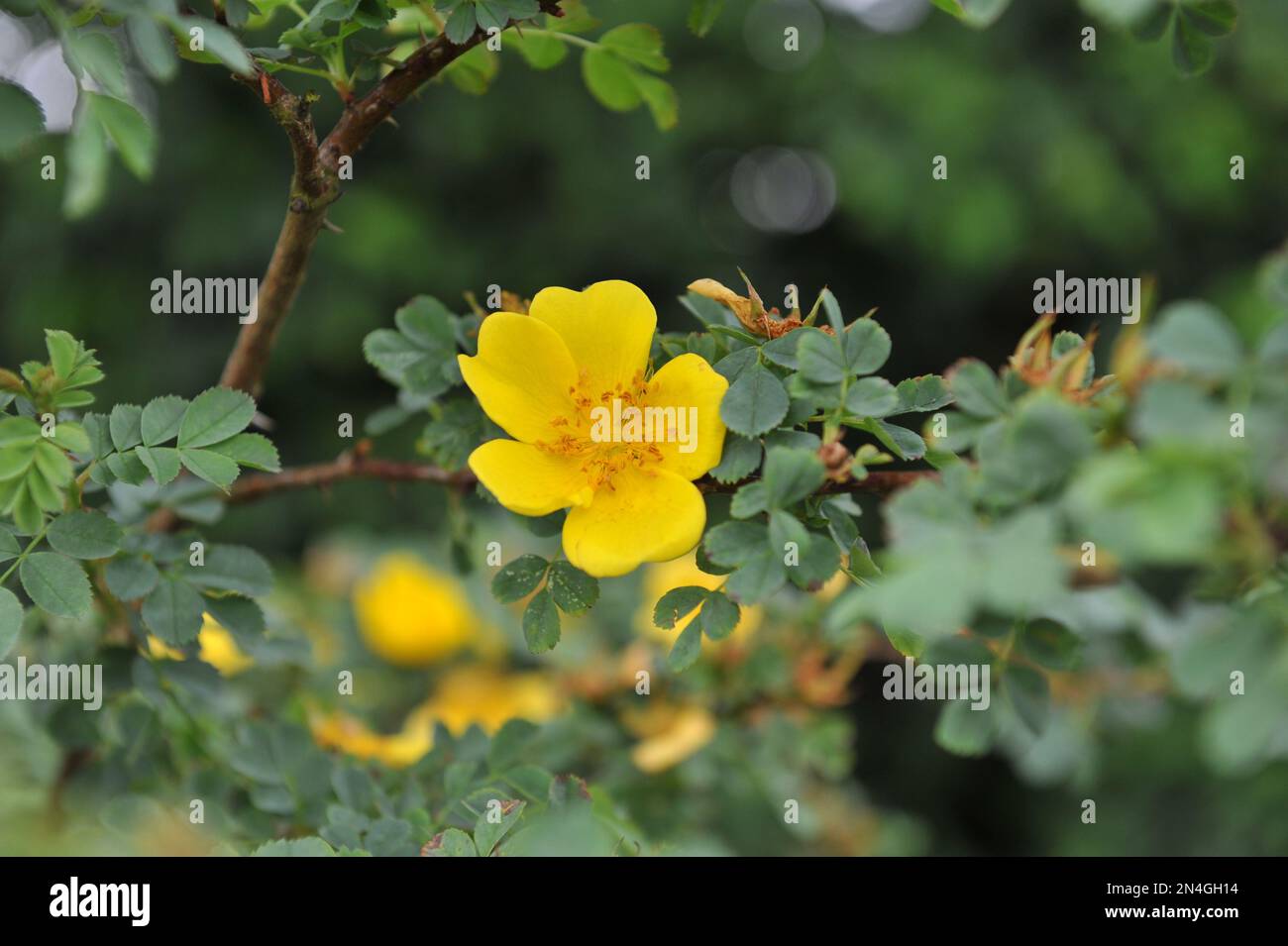 Ecae hi-res stock photography and images - Alamy