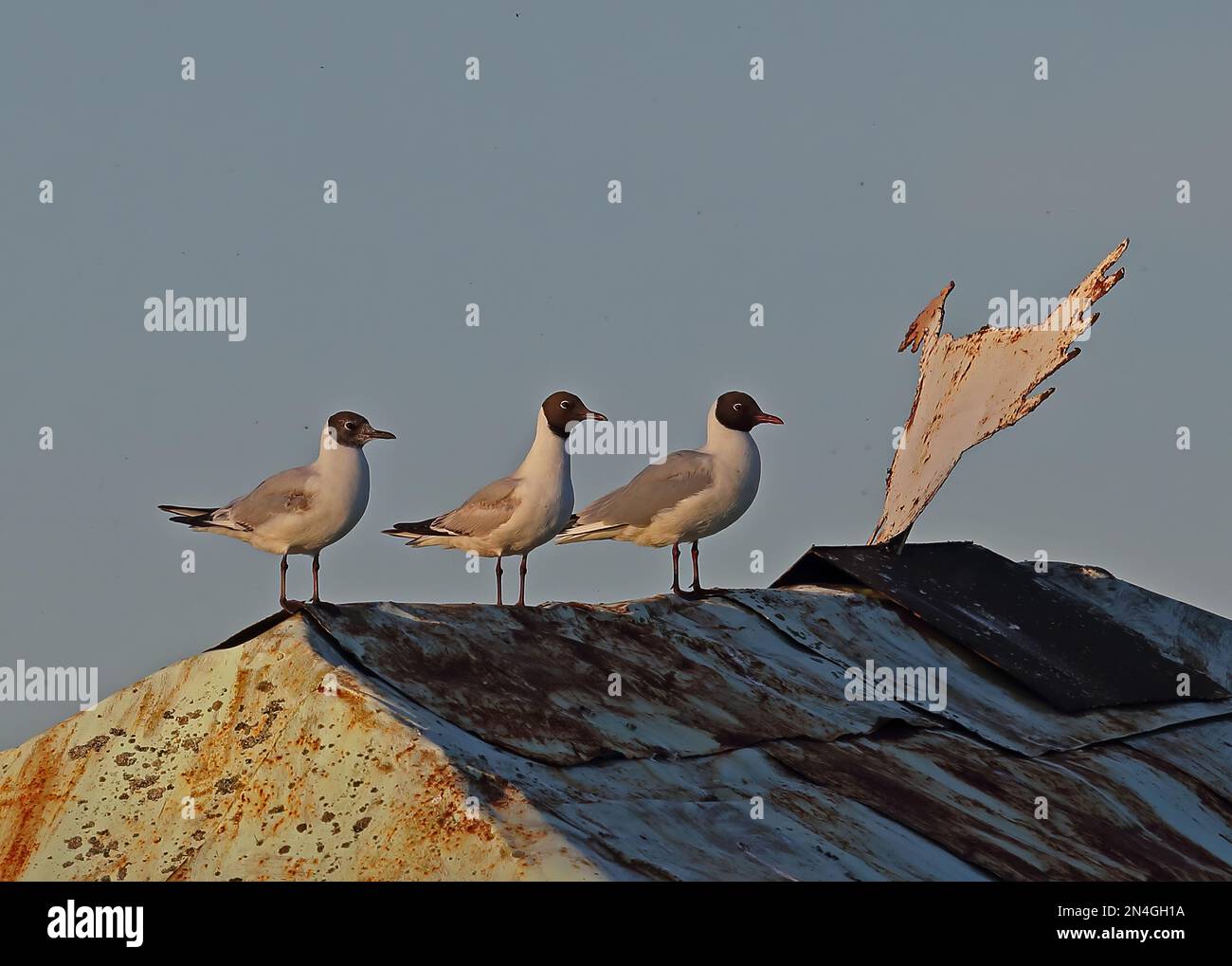 Black Headed Gull (Larus ridibundus) adult summer with two first summer ...
