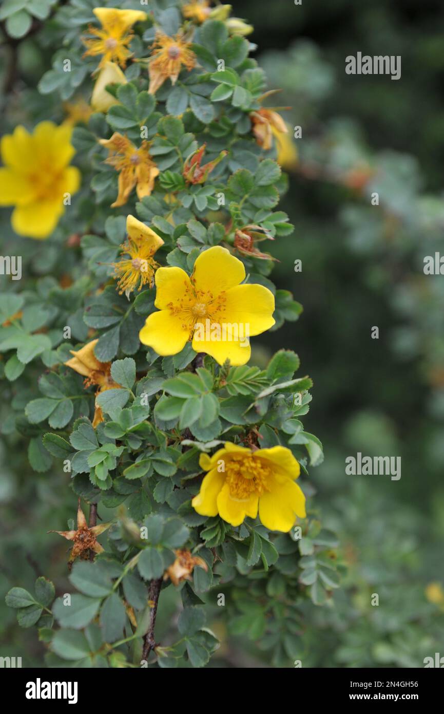 Yellow single species Rosa ecae blooms in a garden in May Stock Photo ...