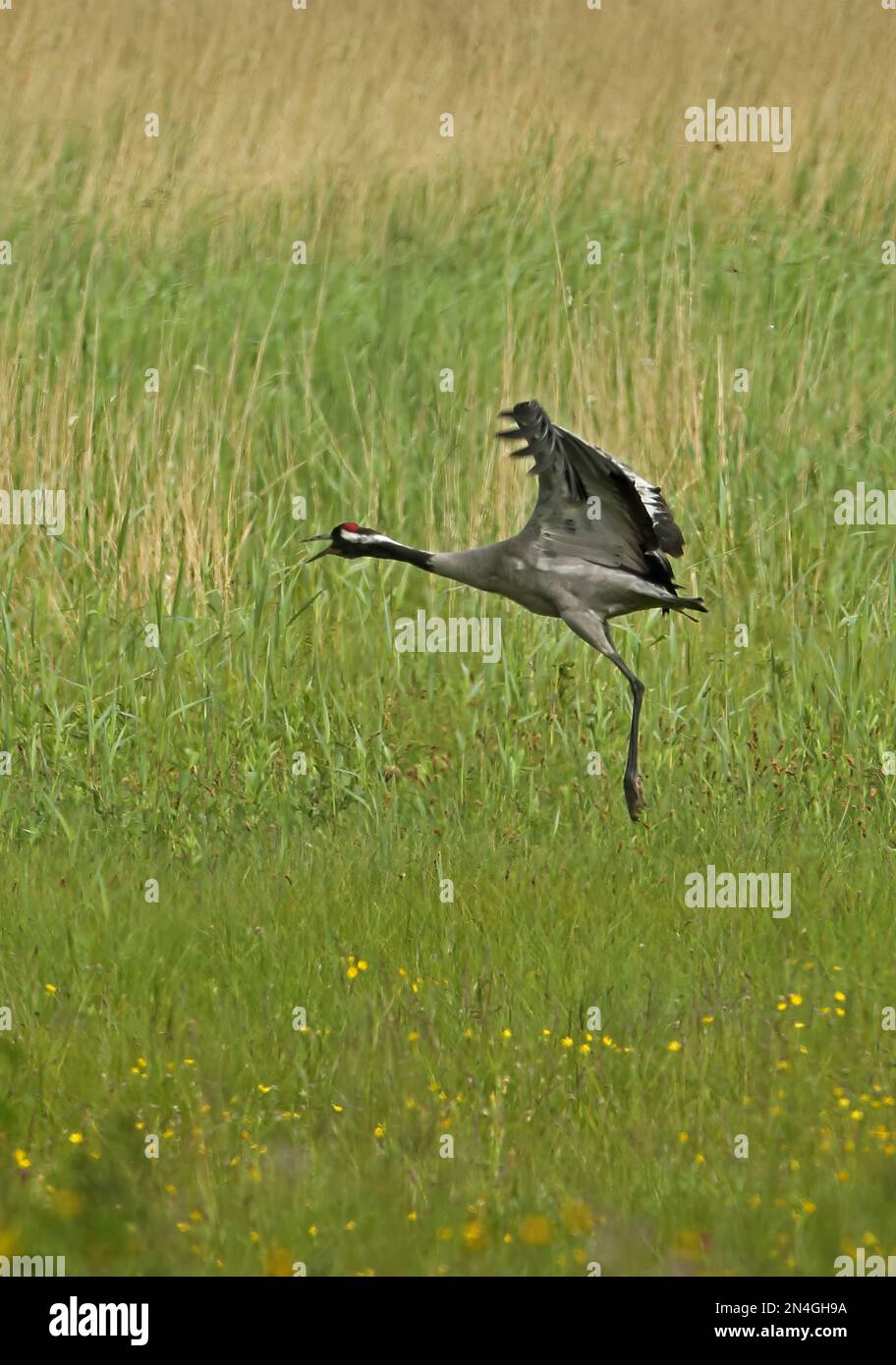 Common Crane Grus Grus Grus Adult Taking Offcalling From Marsh Edge Laelatu Estonia June