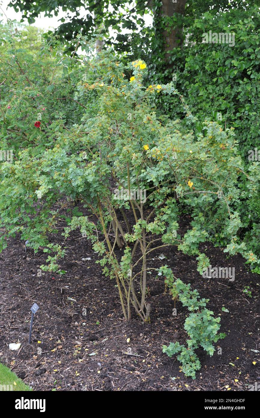 Yellow single species Rosa ecae blooms in a garden in May Stock Photo ...